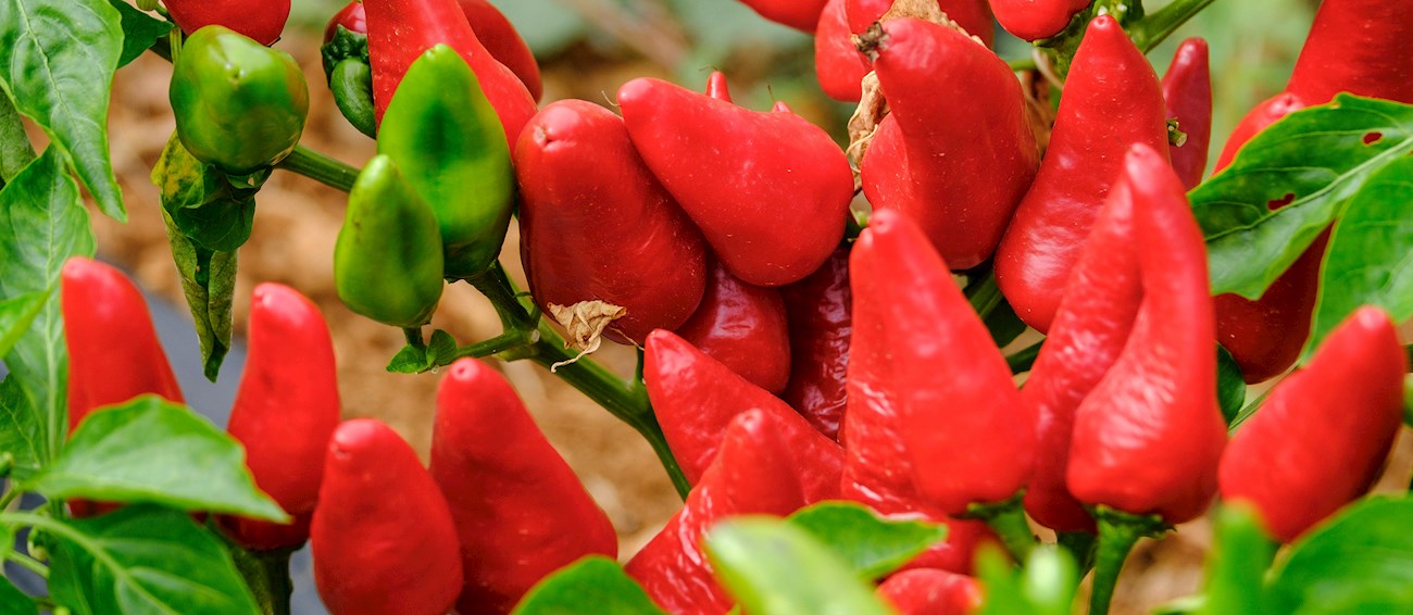 Pimentón | Local Paprika From Spain, Western Europe