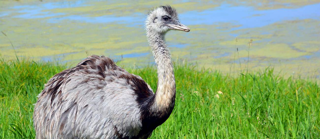 Greater Rhea | Local Game From Chaco Province, Argentina