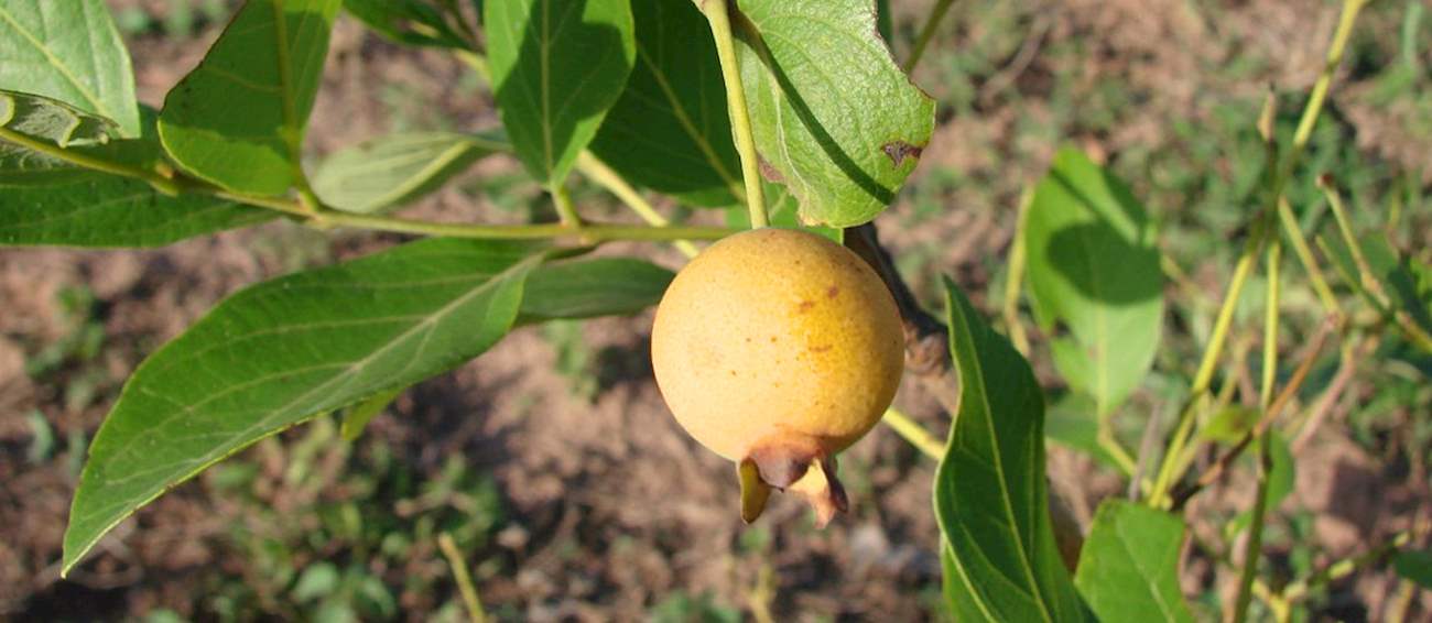 Guabiroba | Local Plant From Paraná, Brazil