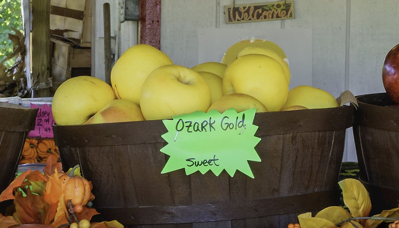 Ozark Gold Apples | Local Apple Variety From Missouri, United States of ...