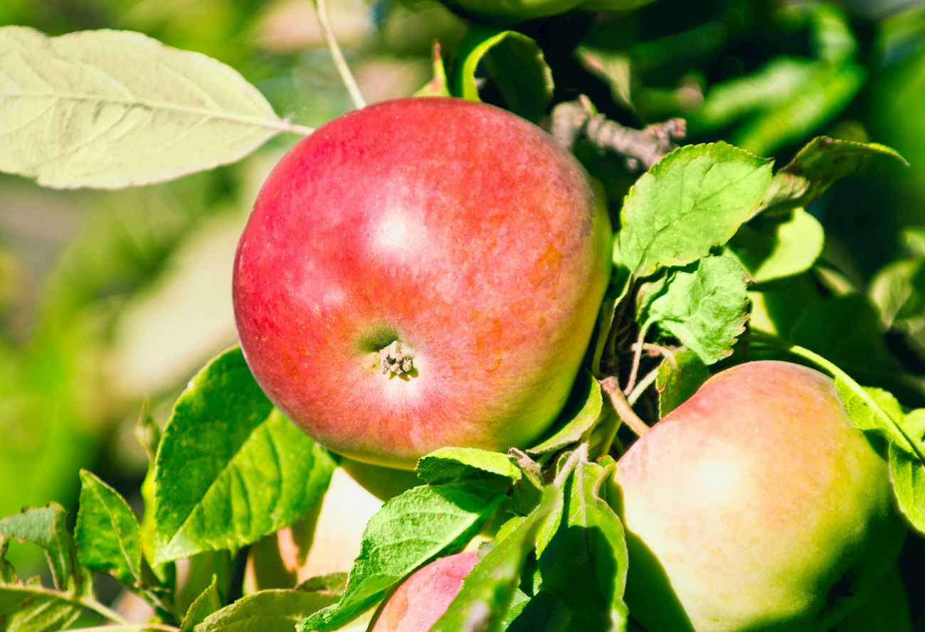 Jonathan Apples | Local Apple Variety From New York, United States of ...
