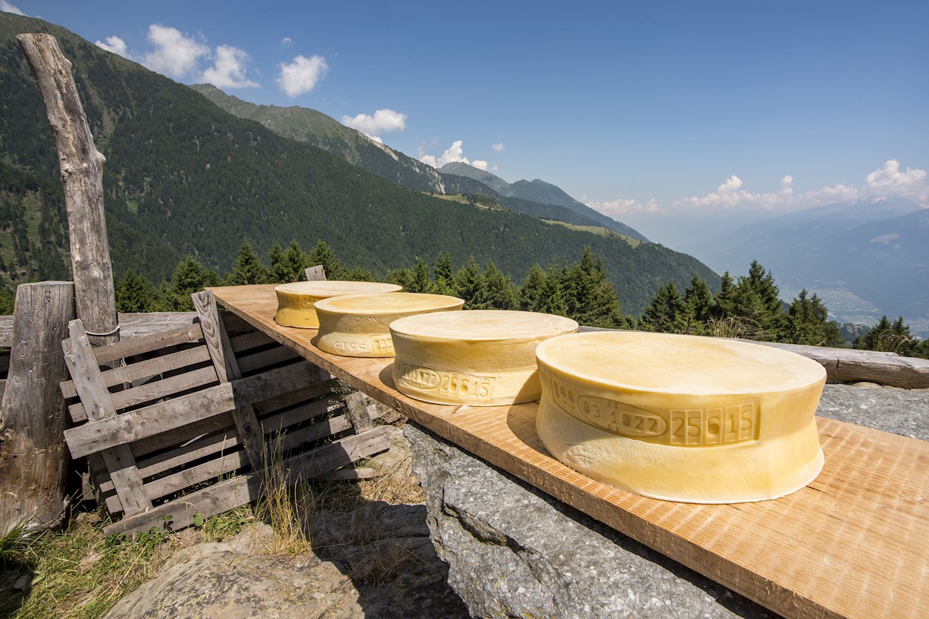 Bitto | Local Cheese From Valtellina, Italy