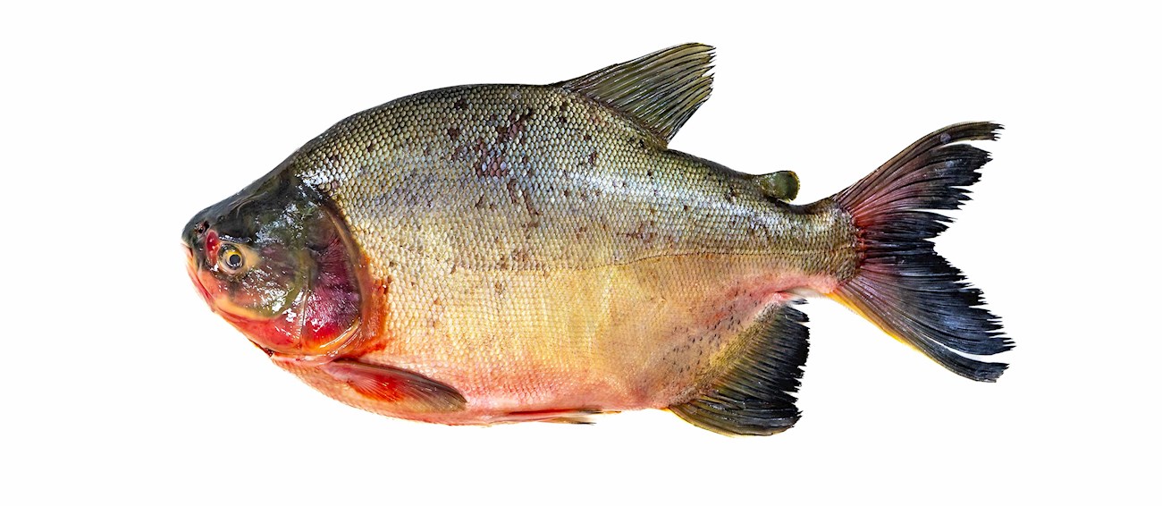 Tambaqui | Local Freshwater Fish From Brazil