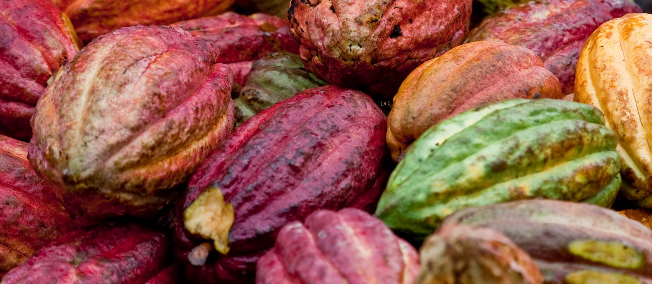 Trinitario | Local Cocoa Beans From Trinidad and Tobago, Caribbean