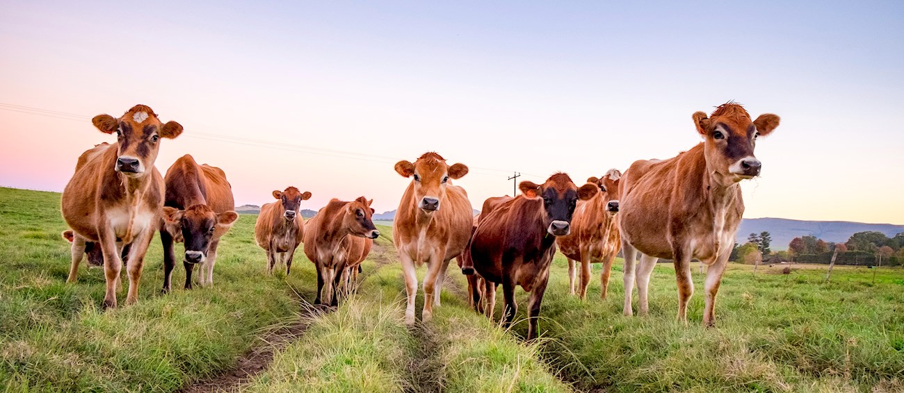 Jersey Cattle | Local Beef Cattle Breed From Jersey, United Kingdom