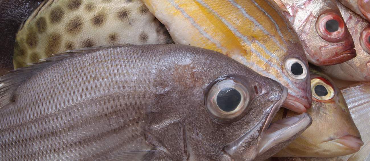 Dhufish | Local White Fish From Western Australia, Australia