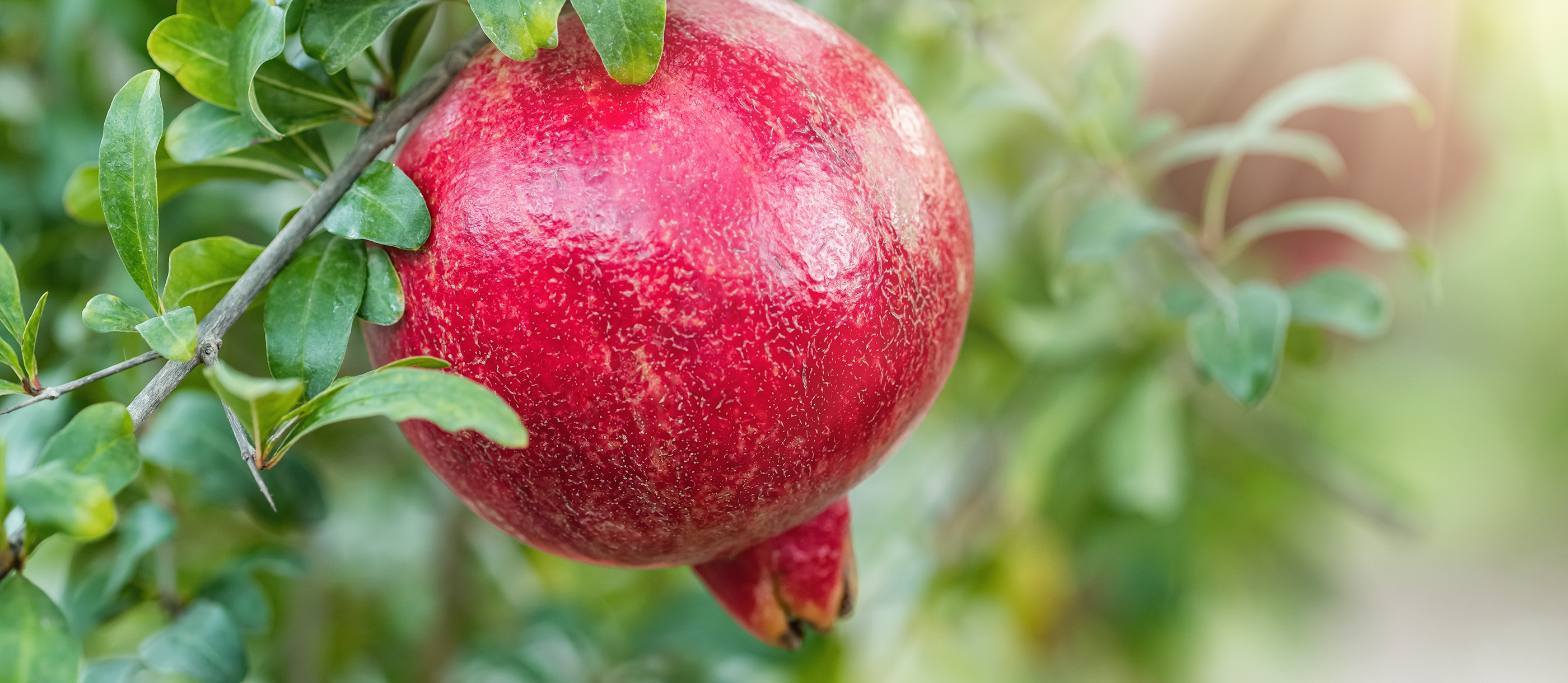 Most Popular Afghan Fruits (Types And Products) TasteAtlas, 40% OFF