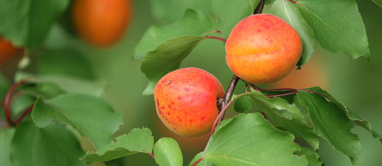 Armenian Apricot | Local Apricot From Armenia, Eastern Europe