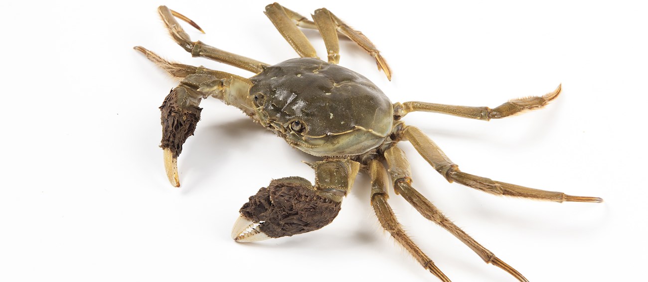 Da Zha Xie | Local Freshwater Crab From China, East Asia
