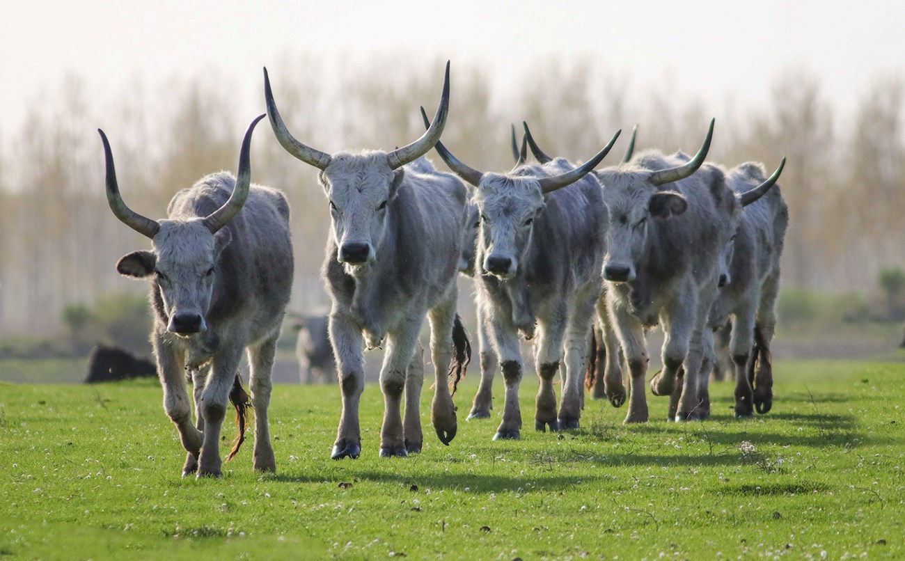 Slavonsko-srijemski Podolac | Local Beef Cattle Breed From Slavonia and ...