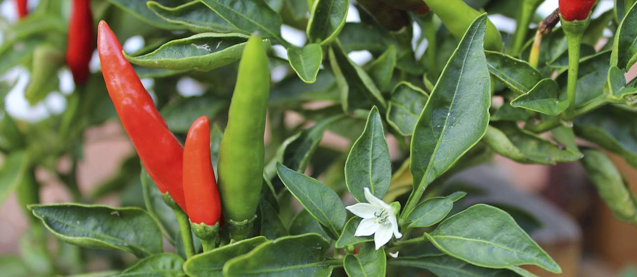 Malagueta Pepper | Local Hot Pepper From Bahia, Brazil