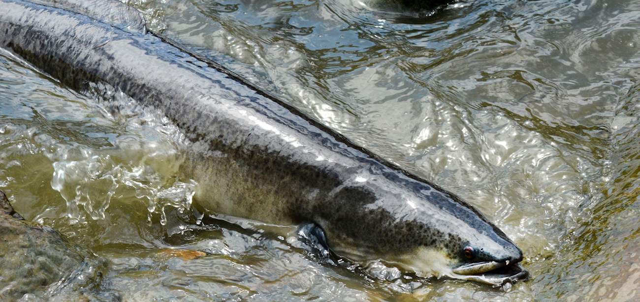New Zealand Longfin Eel | Local Eel From New Zealand