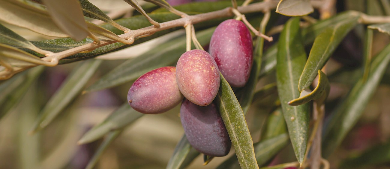 Picual | Local Olives From Spain, Western Europe