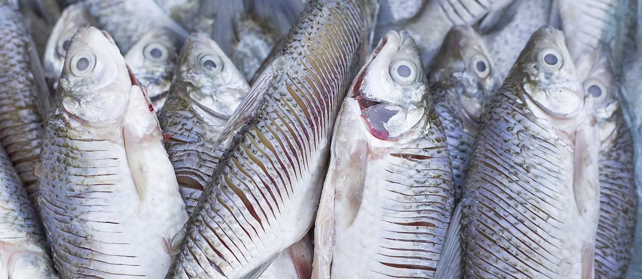 Bocachico | Local Freshwater Fish From Chocó Department, Colombia