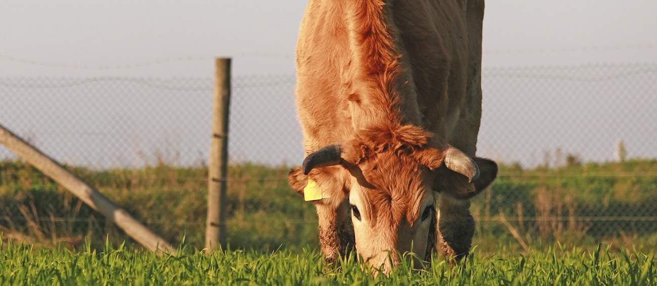 Carne Marinhoa | Local Beef Cattle Breed From Aveiro District, Portugal