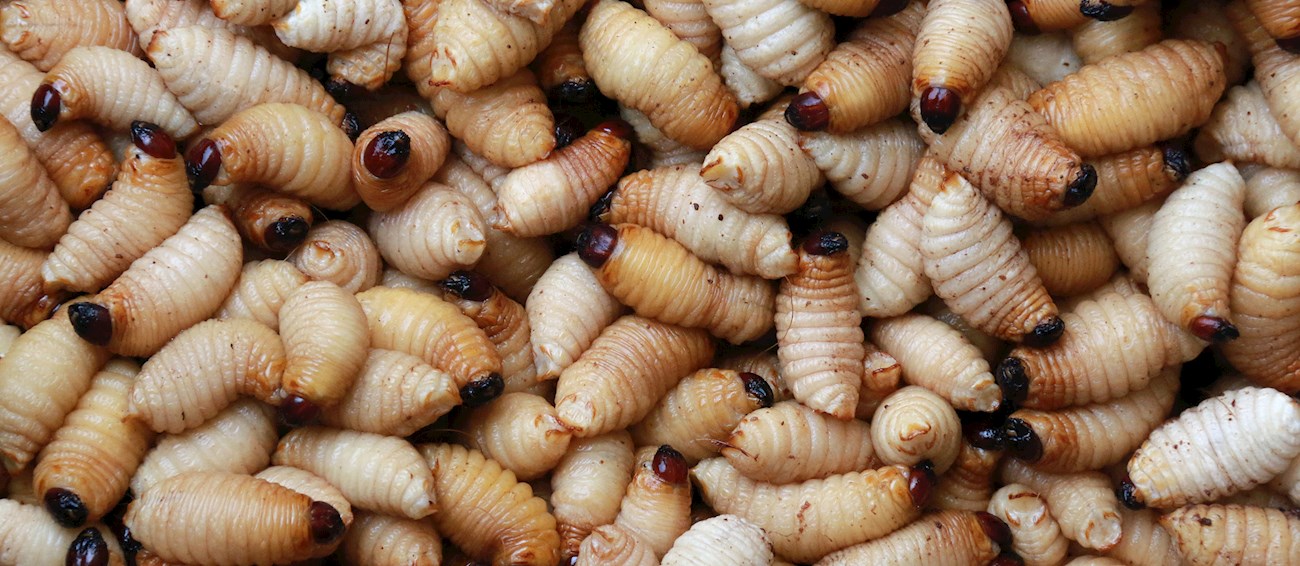 South American Palm Weevil Larvae | Local Insect From South America