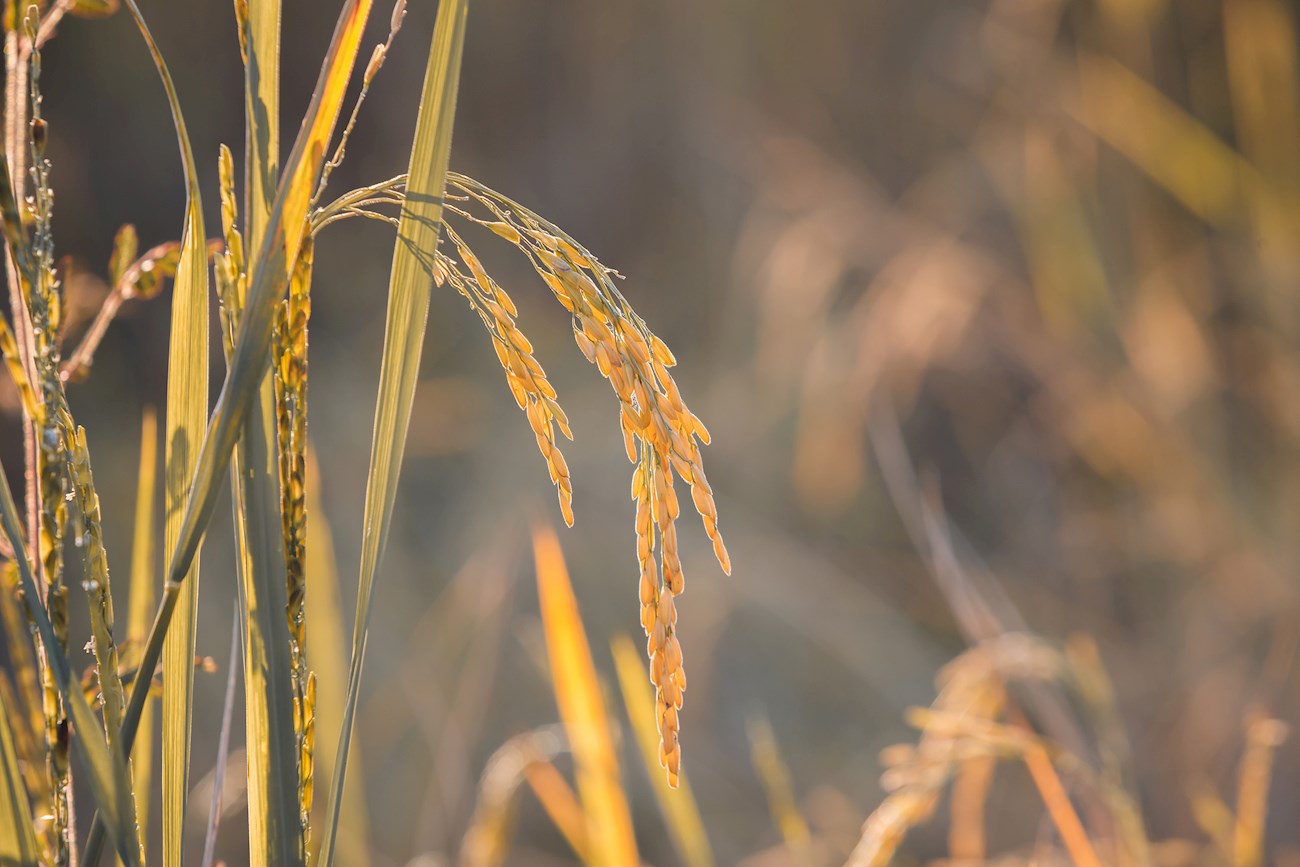 Riso | Local Rice From Lombardy, Italy