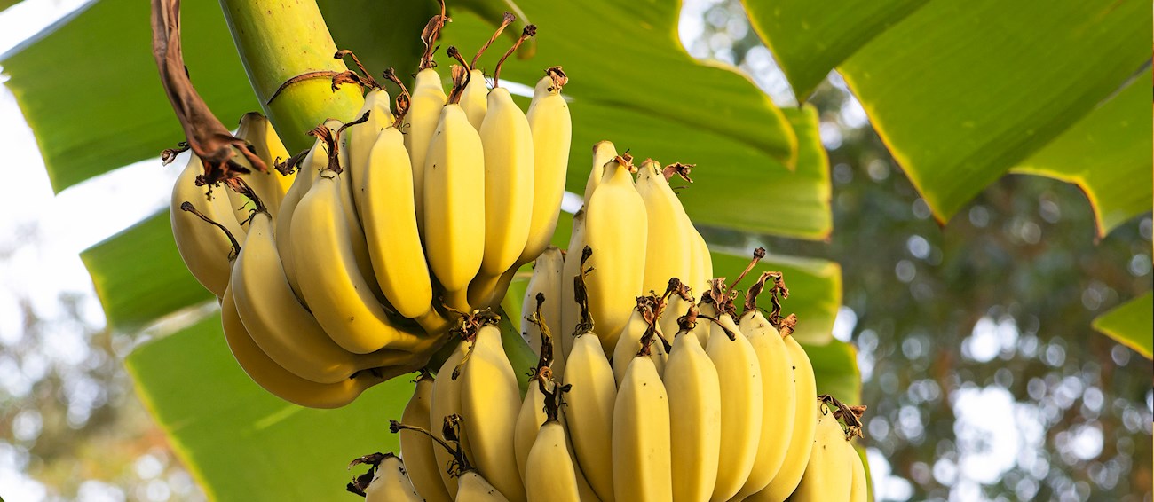 Cavendish Banana | Local Banana From Chatsworth, England