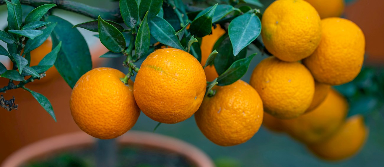Chinotto Fruit | Local Citrus Fruit From Italy, Western Europe