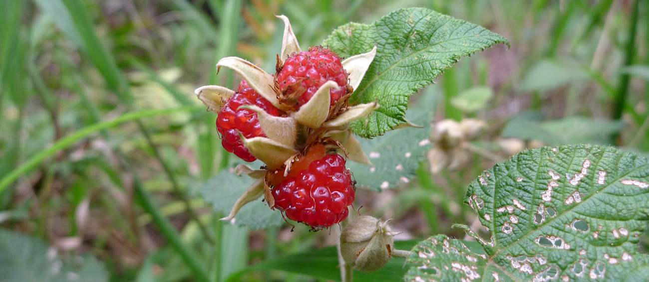 Native Raspberry | Local Raspberries From Australia