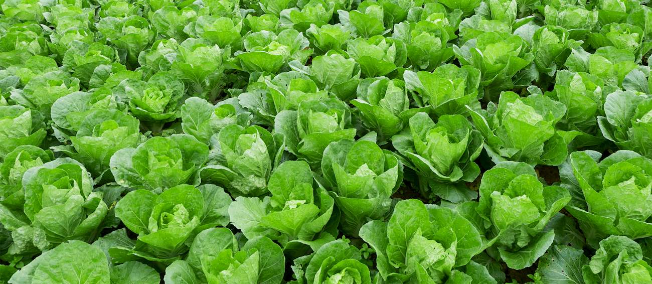 Da Bai Cai | Local Cabbage From Beijing, China