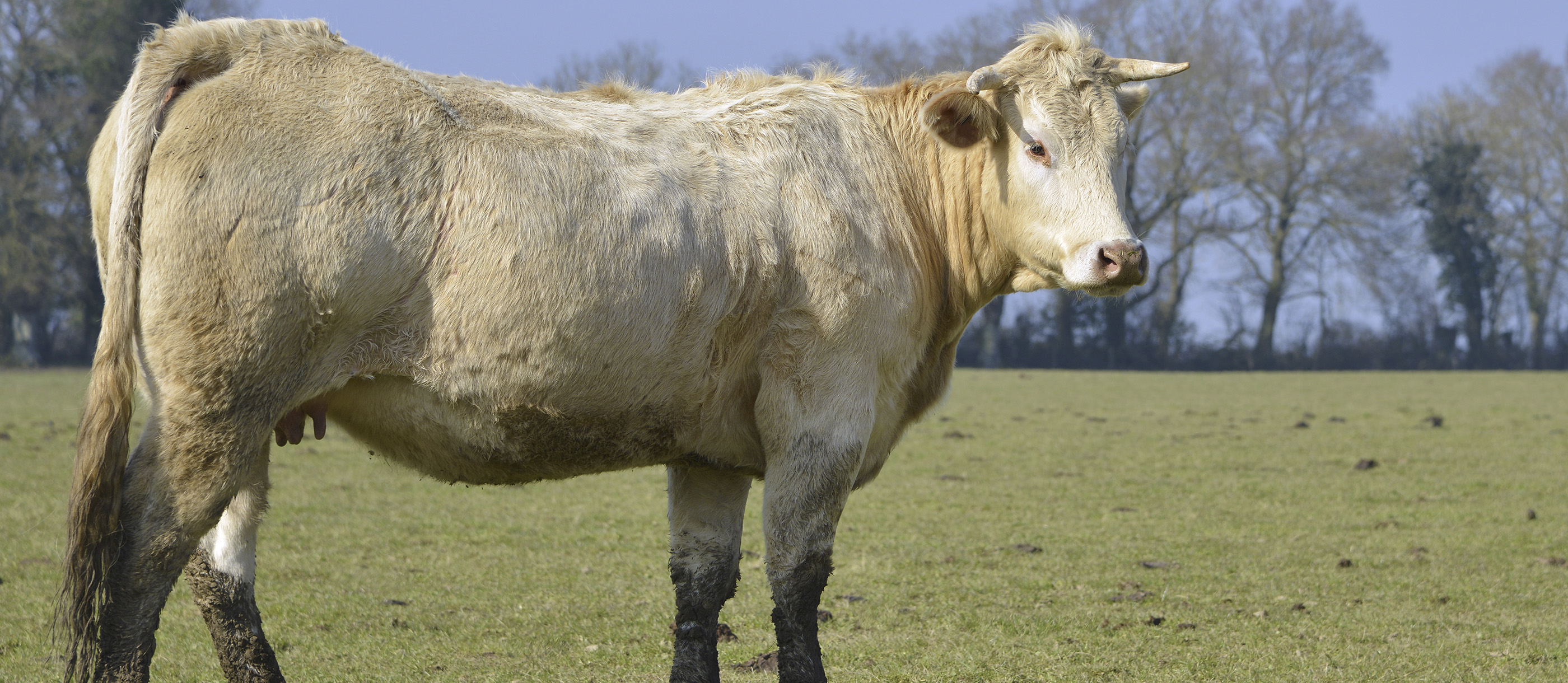 Maine Anjou Cattle Color