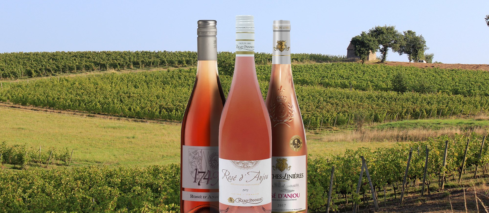 Anjou Wine Grape | informacionpublica.svet.gob.gt