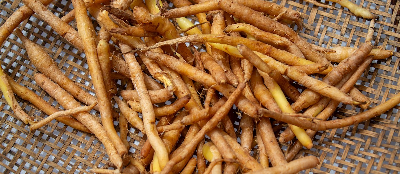 Fingerroot | Local Ginger From Southeast Asia