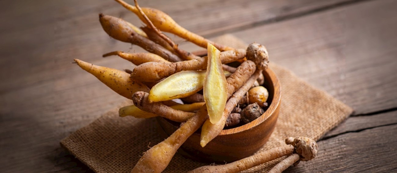 Fingerroot | Local Ginger From Southeast Asia