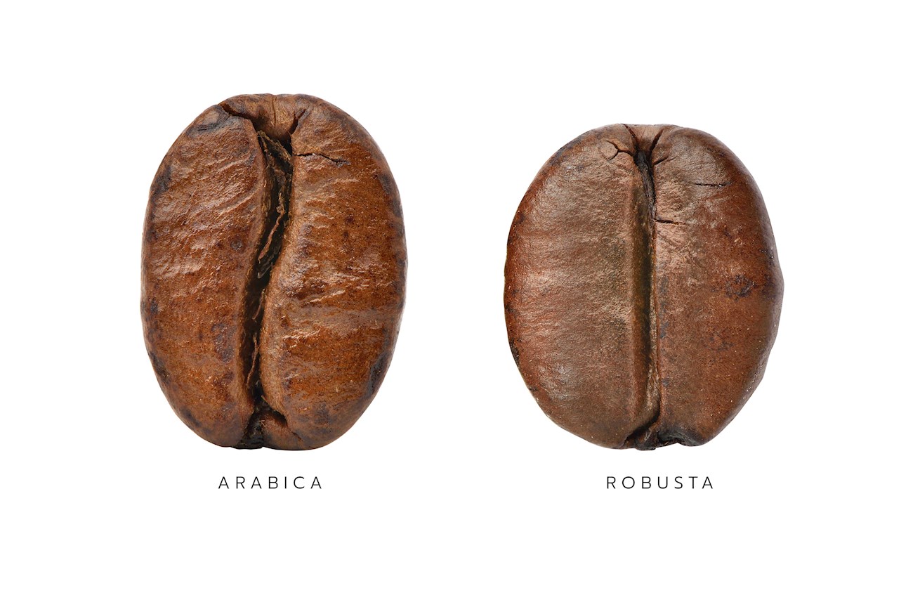 Arabica | Local Coffee Beans From Ethiopia