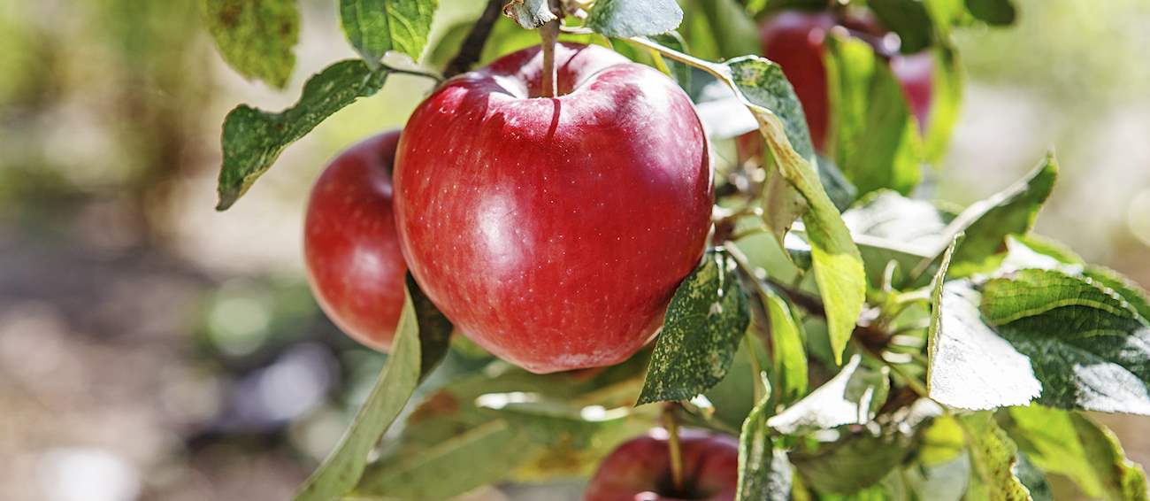 Pacific Rose Apples | Local Apple Variety From New Zealand