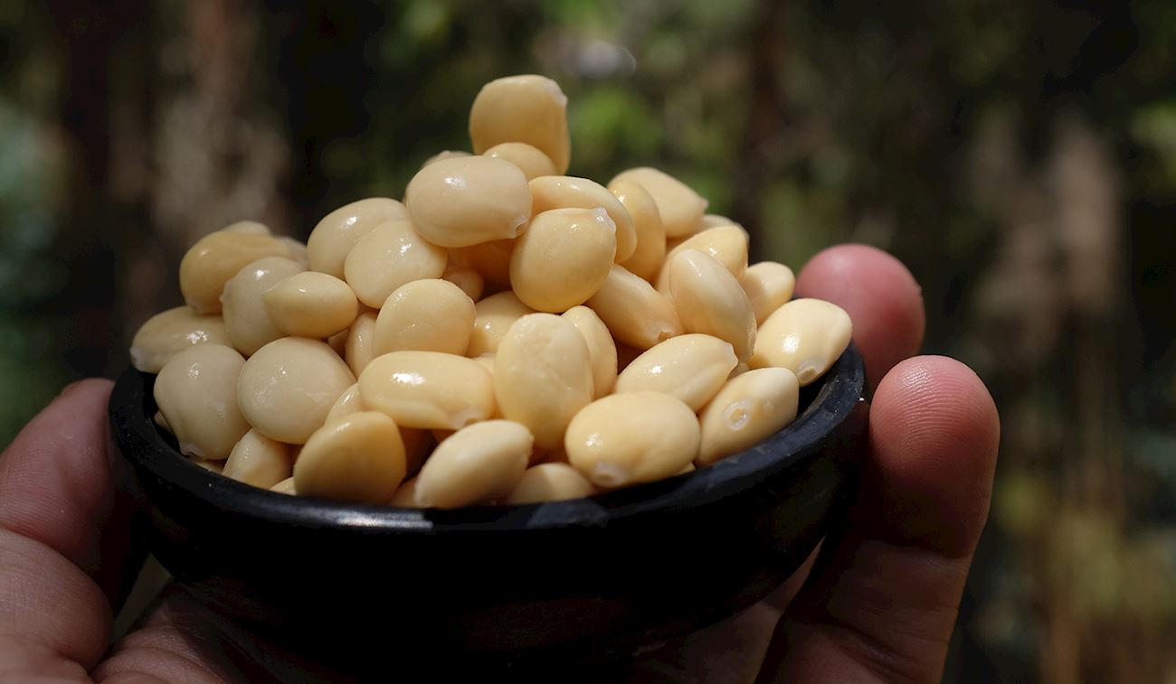 Tarwi | Local Legumes From Peru