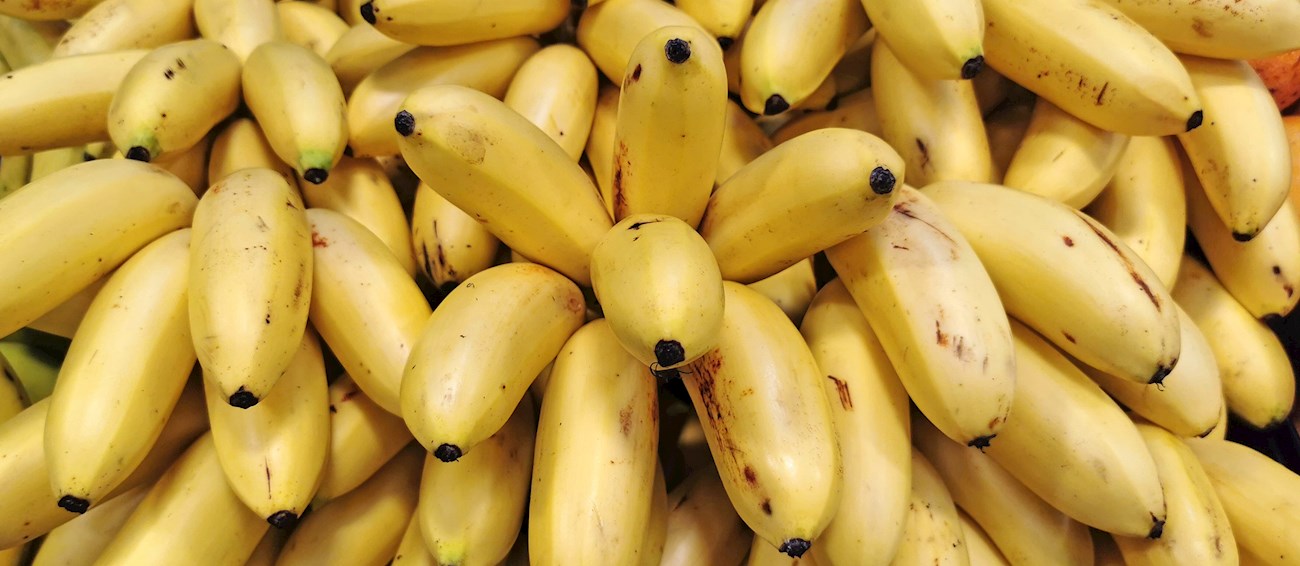 Latundan Banana | Local Banana From Philippines, Southeast Asia
