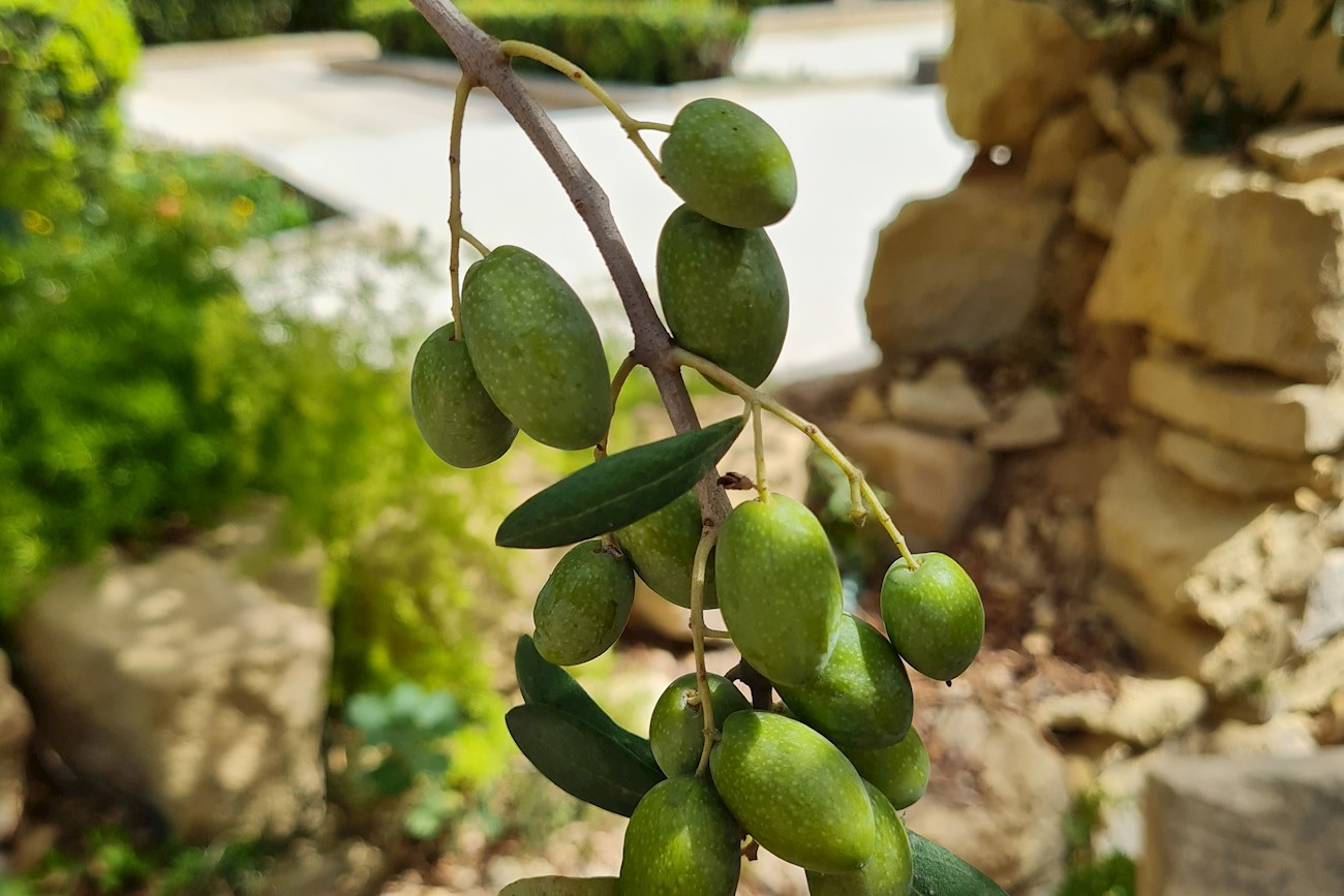 Maltija | Local Olives From Malta, Western Europe