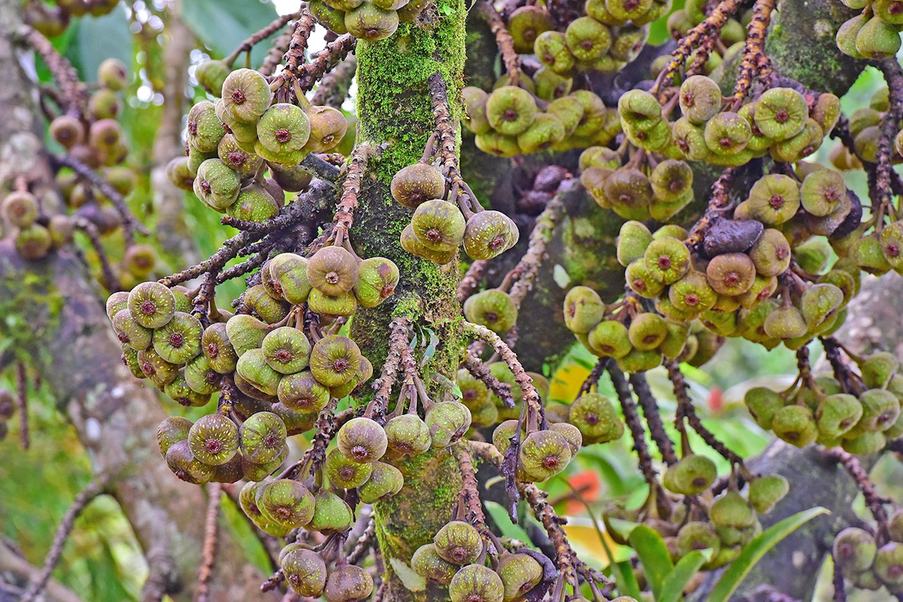Anjali | Local Tropical Fruit From Northern India, India