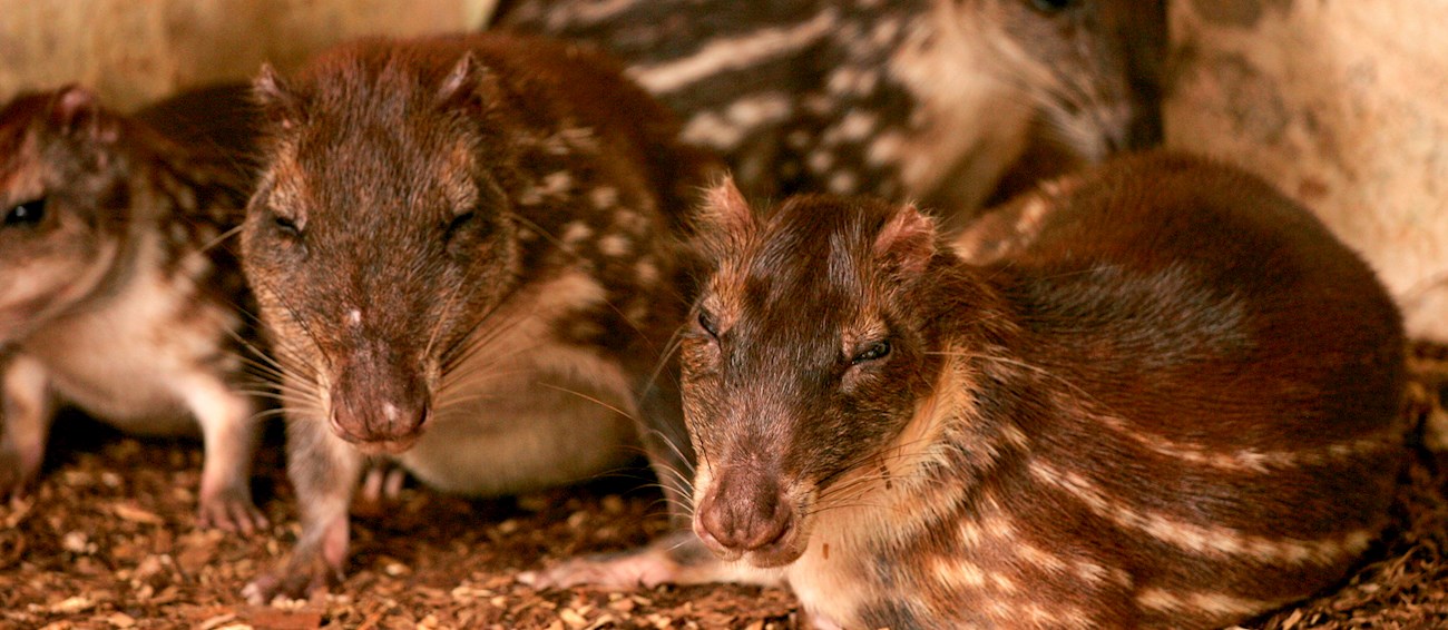 Lowland Paca | Local Rodent From South America