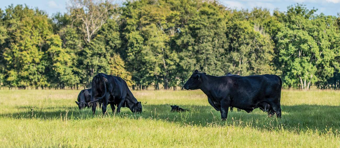 Angus Beef | Local Beef Cattle Breed From Angus, Scotland