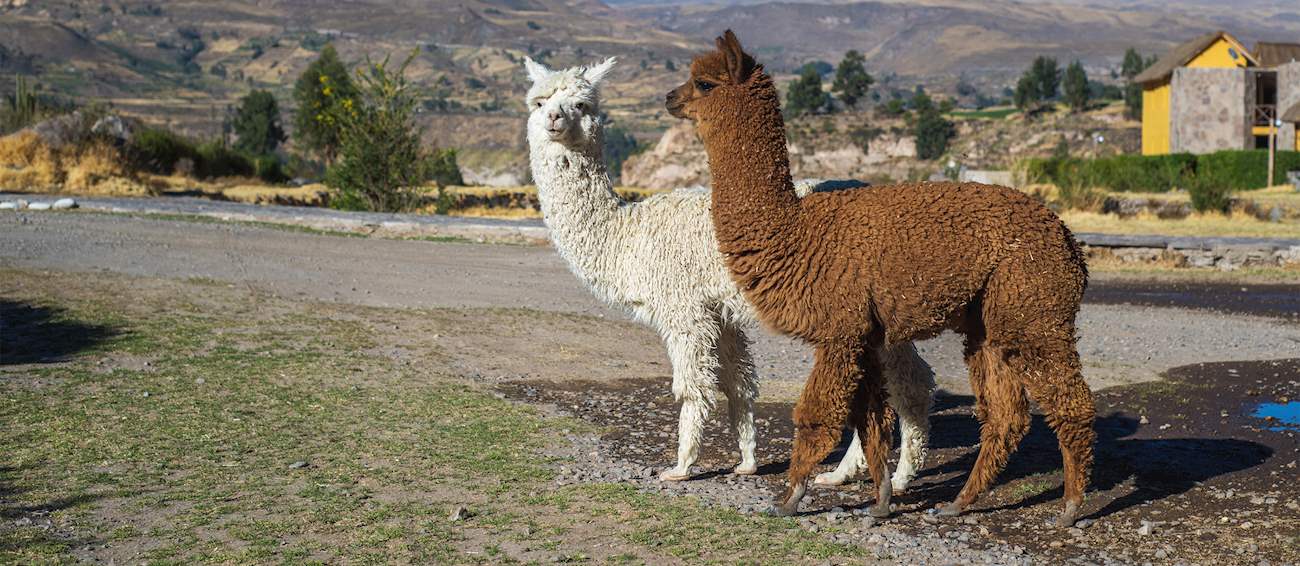 Huacaya Alpaca | Local Alpaca From Peru