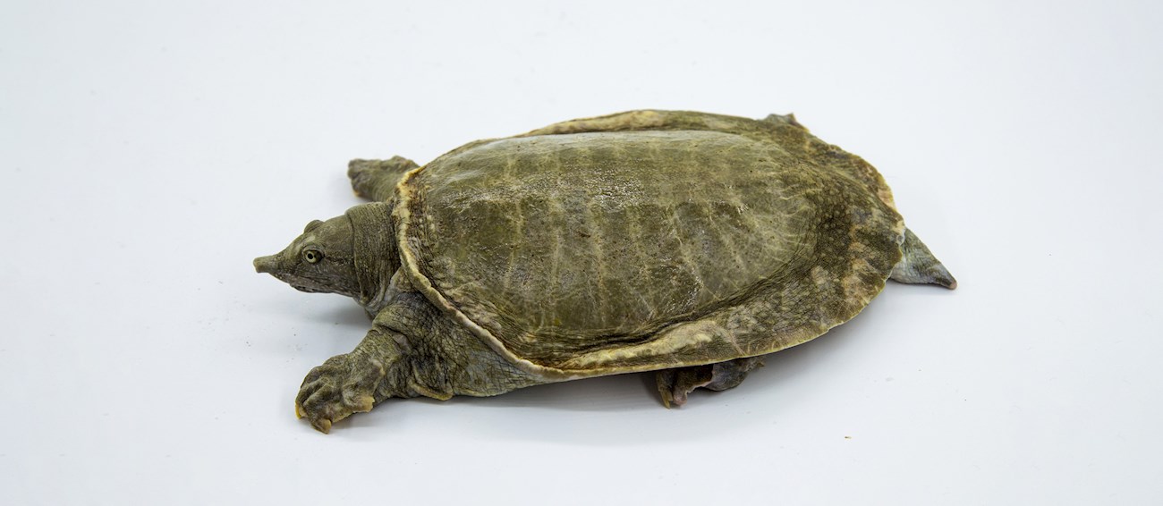 Jiǎyú | Local Turtle From China, East Asia