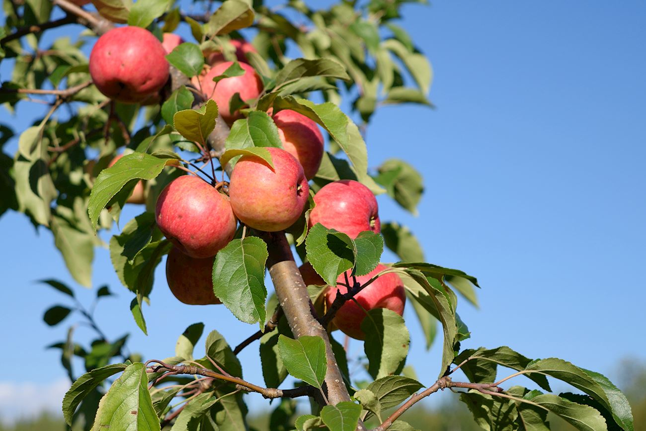 Chestnut Crab Apples | Local Apple Variety From Minnesota, United ...