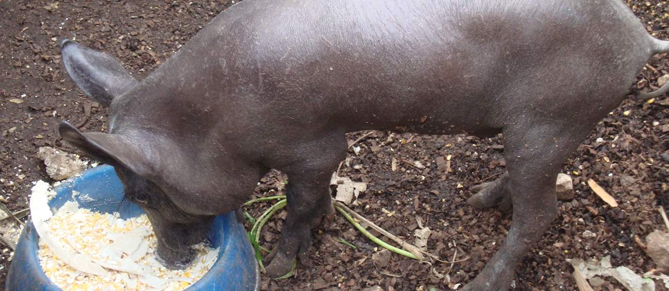 Yucatán Peninsula Hairless Pig | Local Pork From Yucatán, Mexico