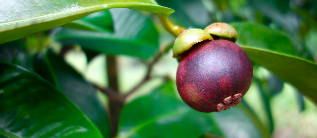 Mangosteen | Local Tropical Fruit From Indonesia, Southeast Asia