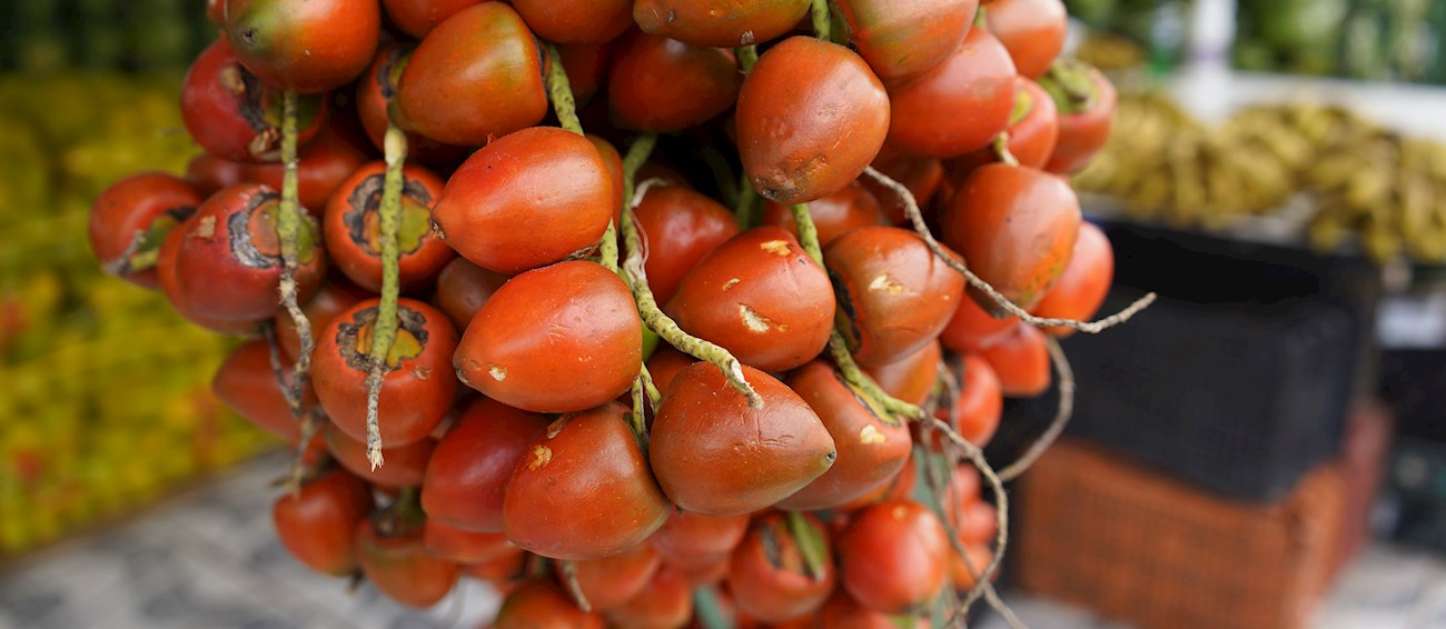 Pupunha | Local Tropical Fruit From Brazil