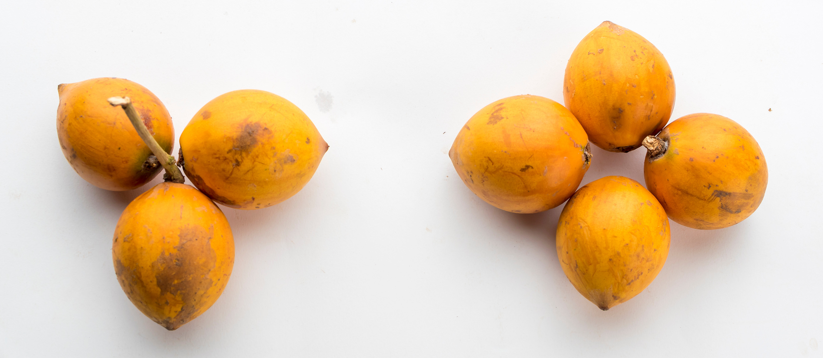 African Star Apple Tree
