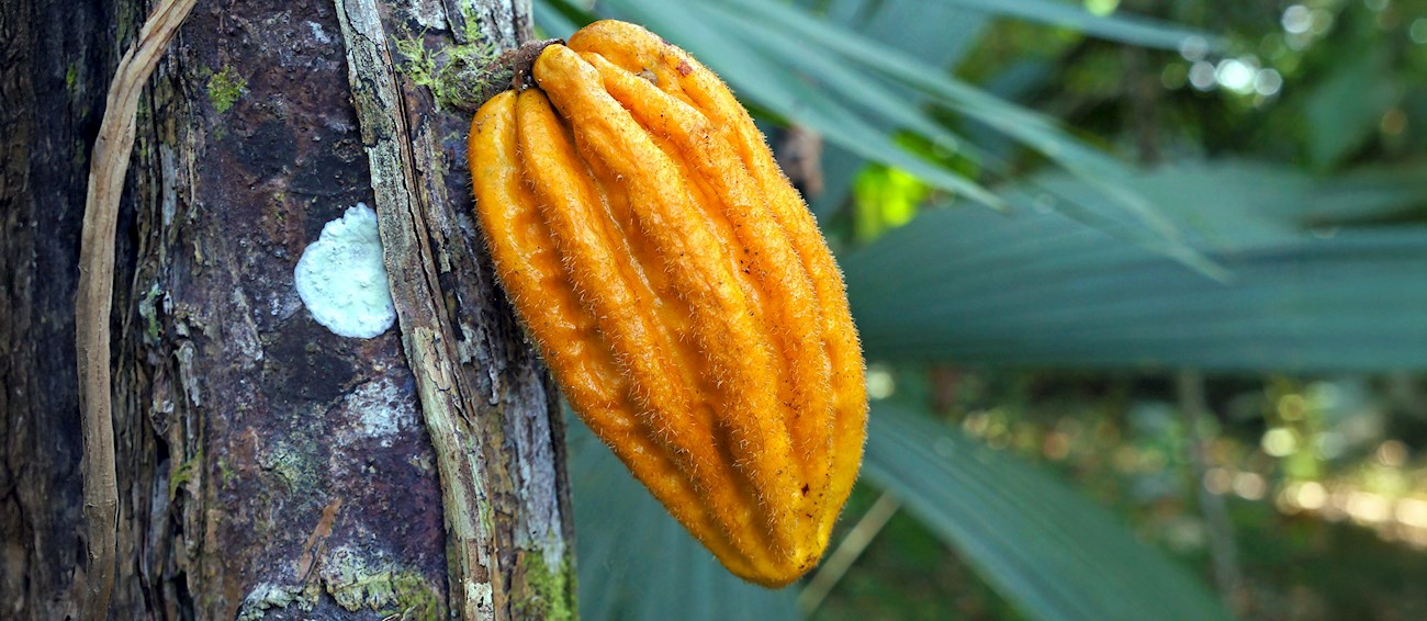 Beniano | Local Cocoa Beans From Beni Department, Bolivia