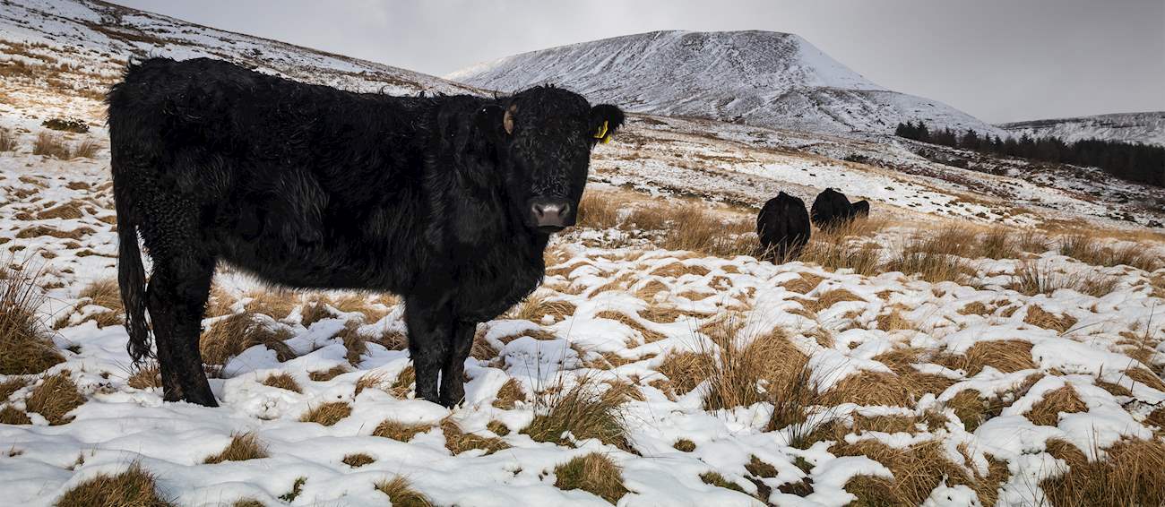 Welsh Black Cattle | Local Beef Cattle Breed From Wales, United Kingdom
