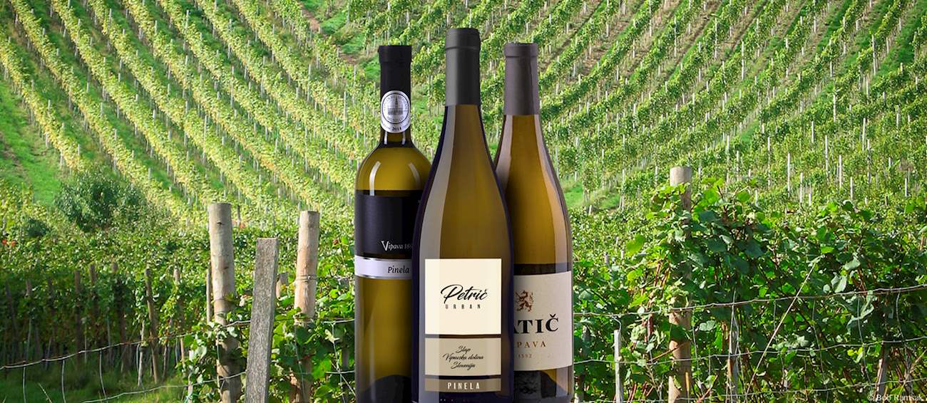 Pinela | Local Wine Variety From Municipality of Vipava, Slovenia