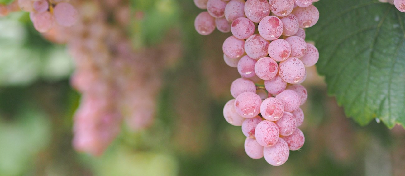 Koshu | Local White Grapes From Yamanashi Prefecture, Japan