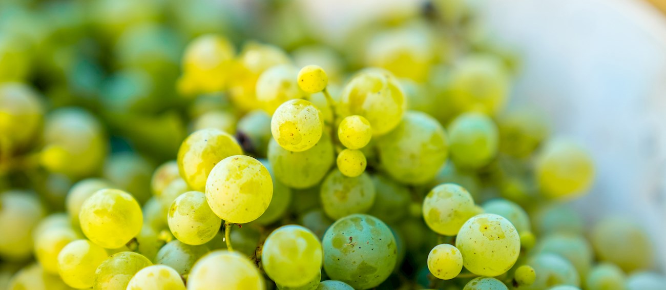 Glera | Local White Grapes From Veneto, Italy
