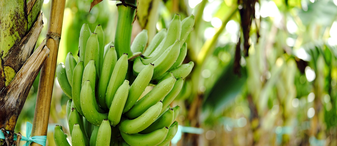 Gros Michel Banana | Local Banana From Martinique, France